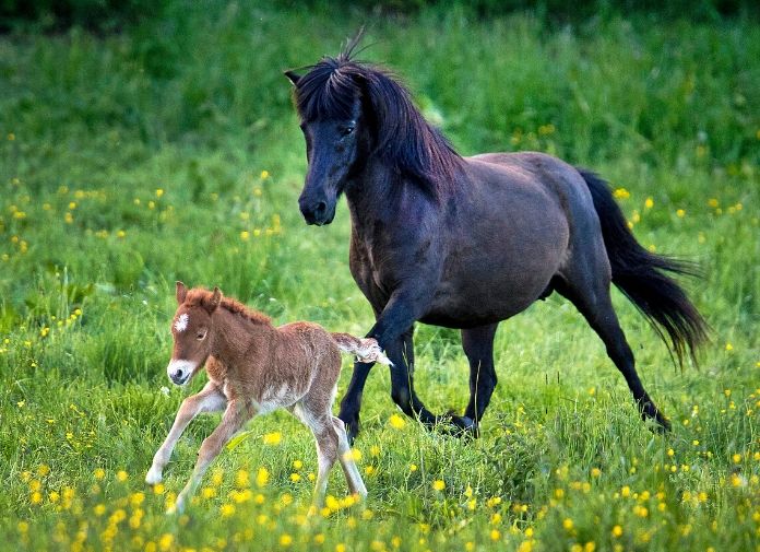 Der Traber, den es nicht gab - RaceBets Blog